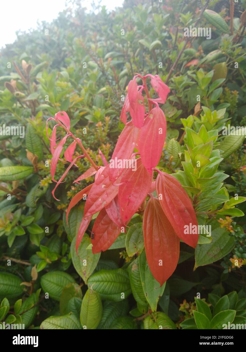 heath family (Ericaceae Stock Photo - Alamy