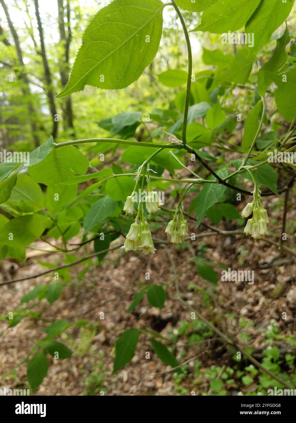 American bladdernut hi-res stock photography and images - Alamy