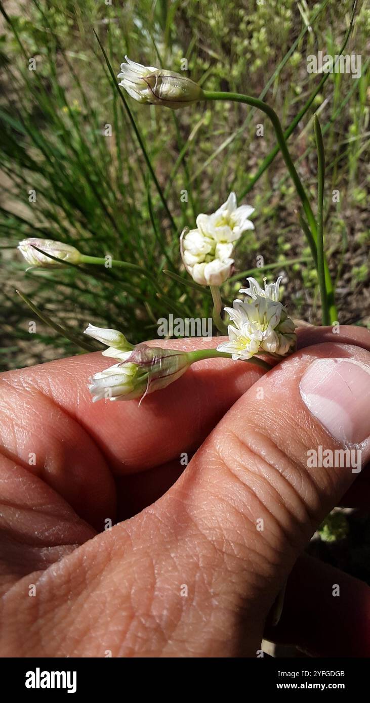 Textile onion (Allium textile Stock Photo - Alamy