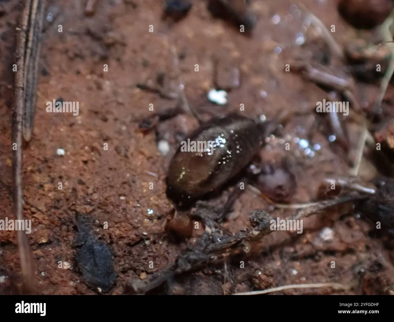 Common Land Snails and Slugs (Stylommatophora Stock Photo - Alamy