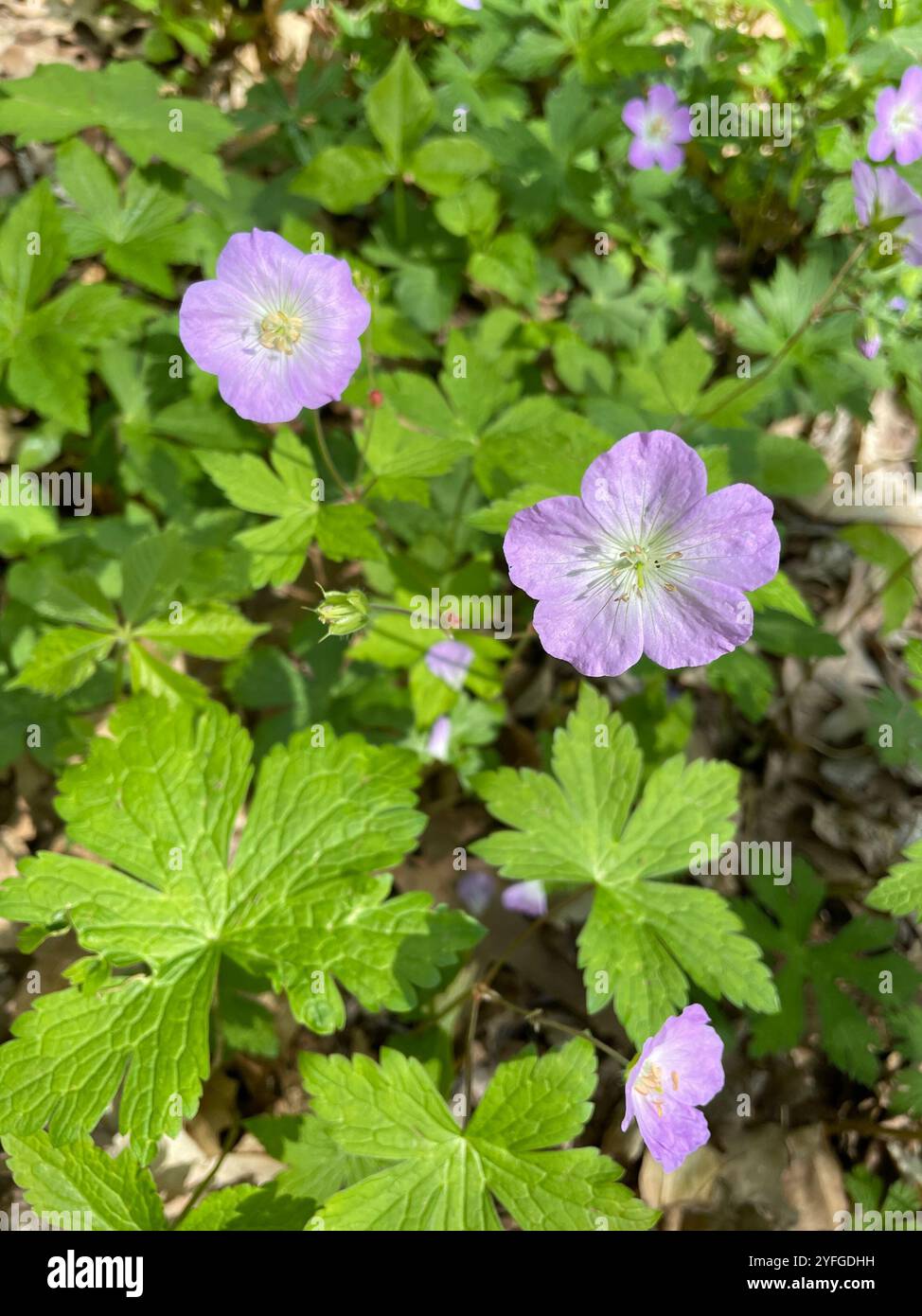 wild geranium (Geranium maculatum Stock Photo - Alamy