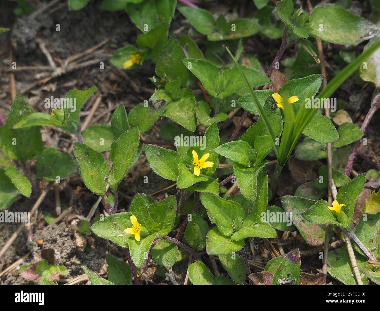 straggler daisy (Calyptocarpus vialis Stock Photo - Alamy