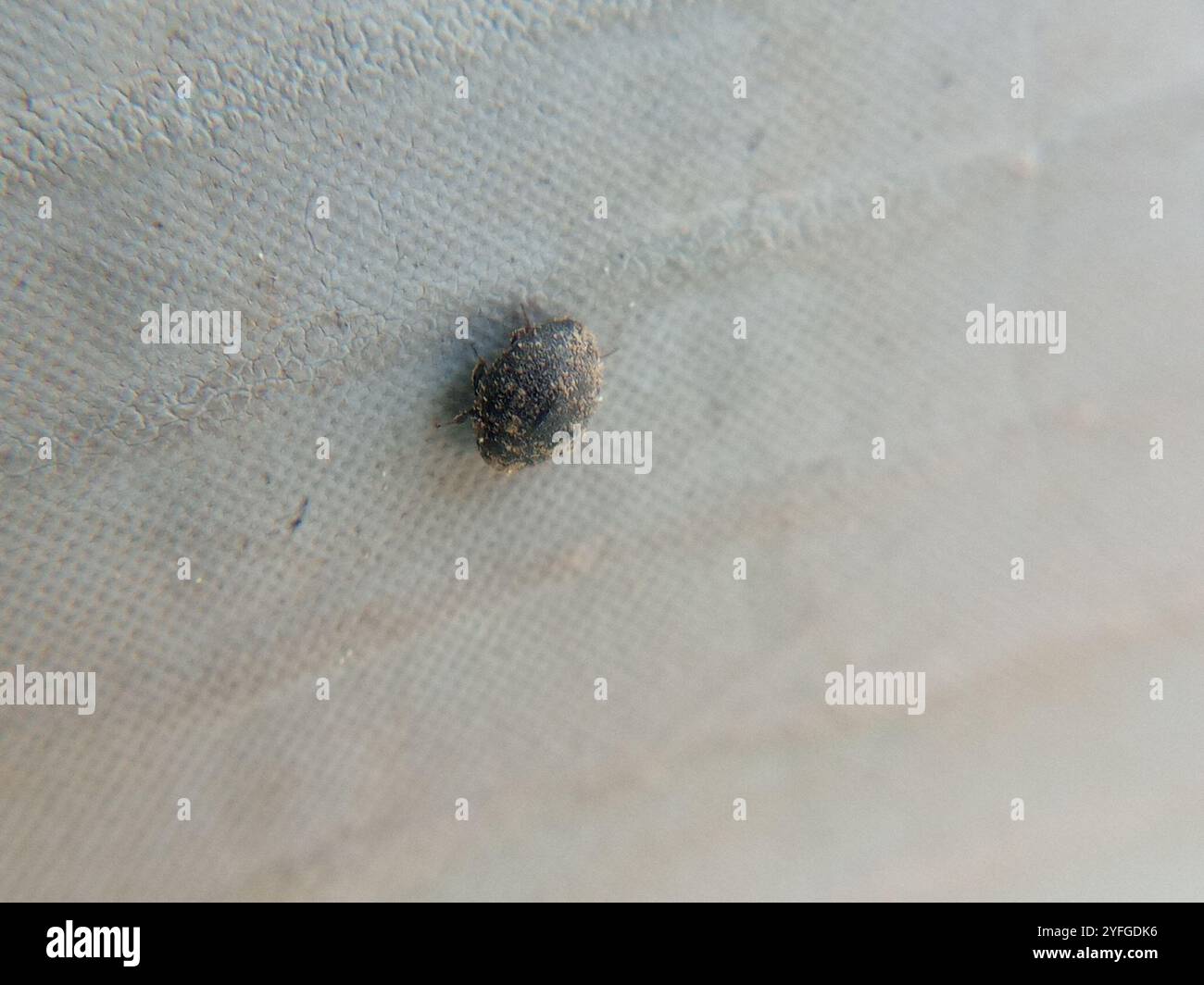 Water, Rove, Scarab, Long-horned, Leaf, and Snout Beetles (Polyphaga ...