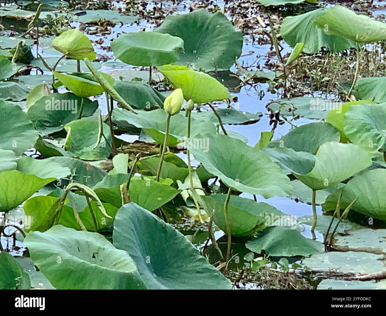 American lotus (Nelumbo lutea Stock Photo - Alamy