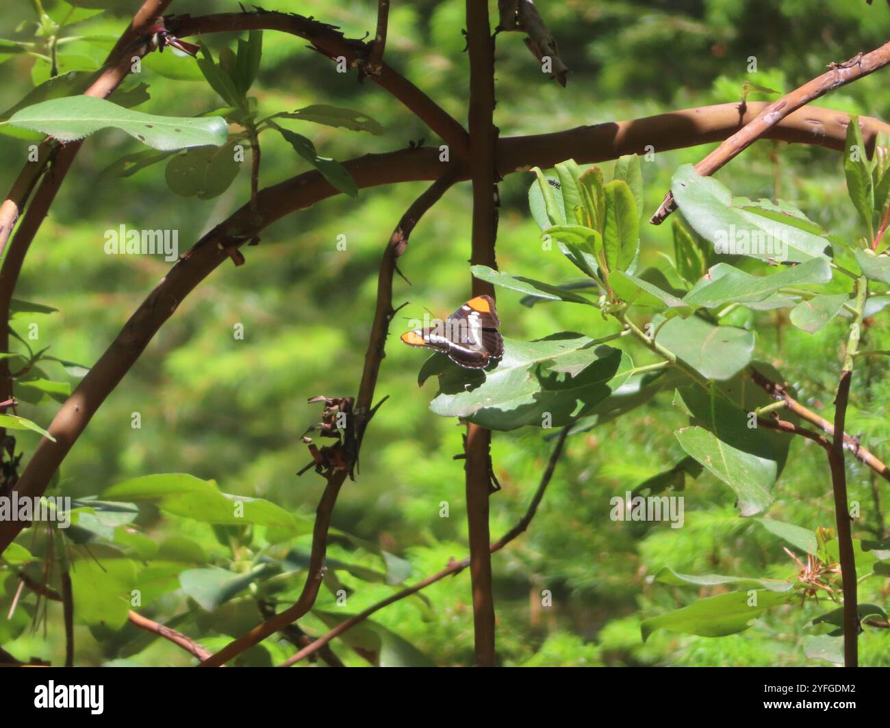 California Sister (Adelpha californica Stock Photo - Alamy