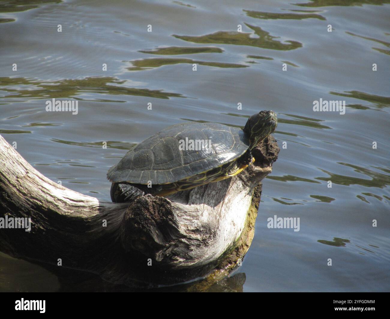 Pond Slider (Trachemys scripta Stock Photo - Alamy