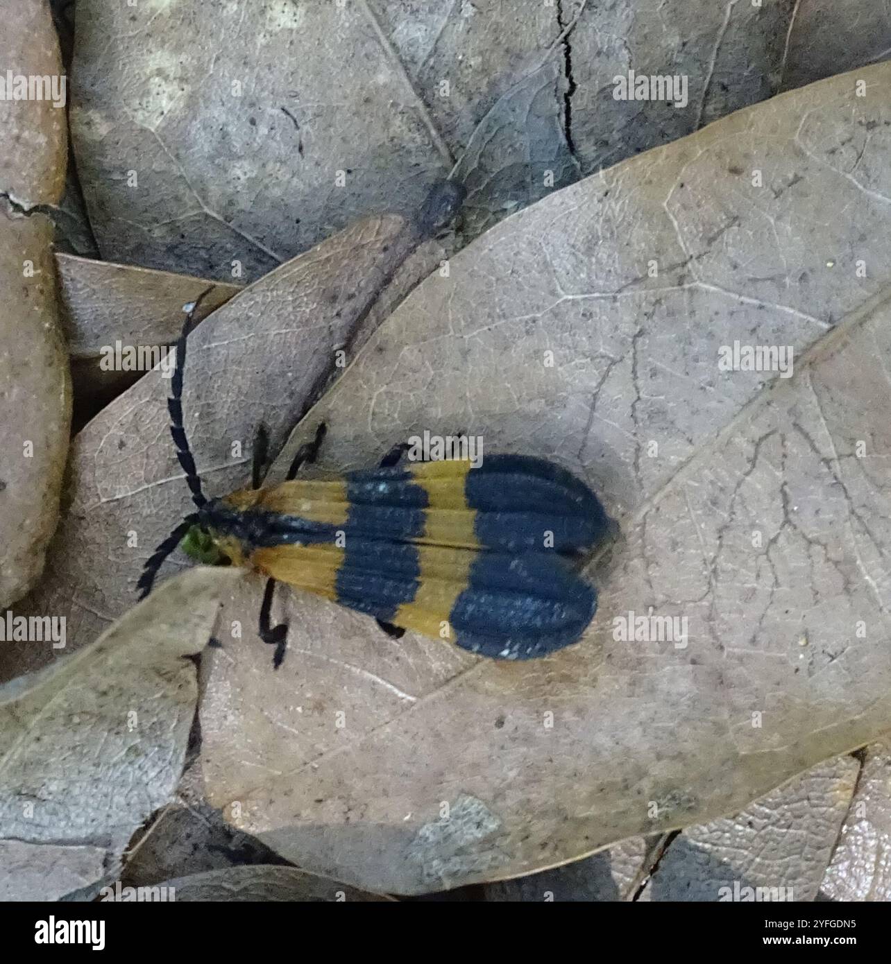 Discrepans hi-res stock photography and images - Alamy