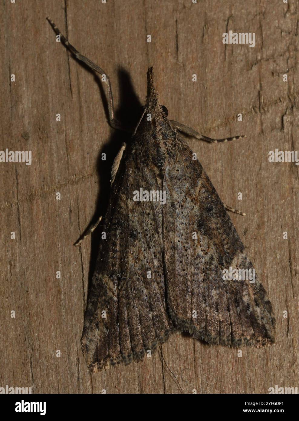 Hop Vine Snout (Hypena humuli Stock Photo - Alamy