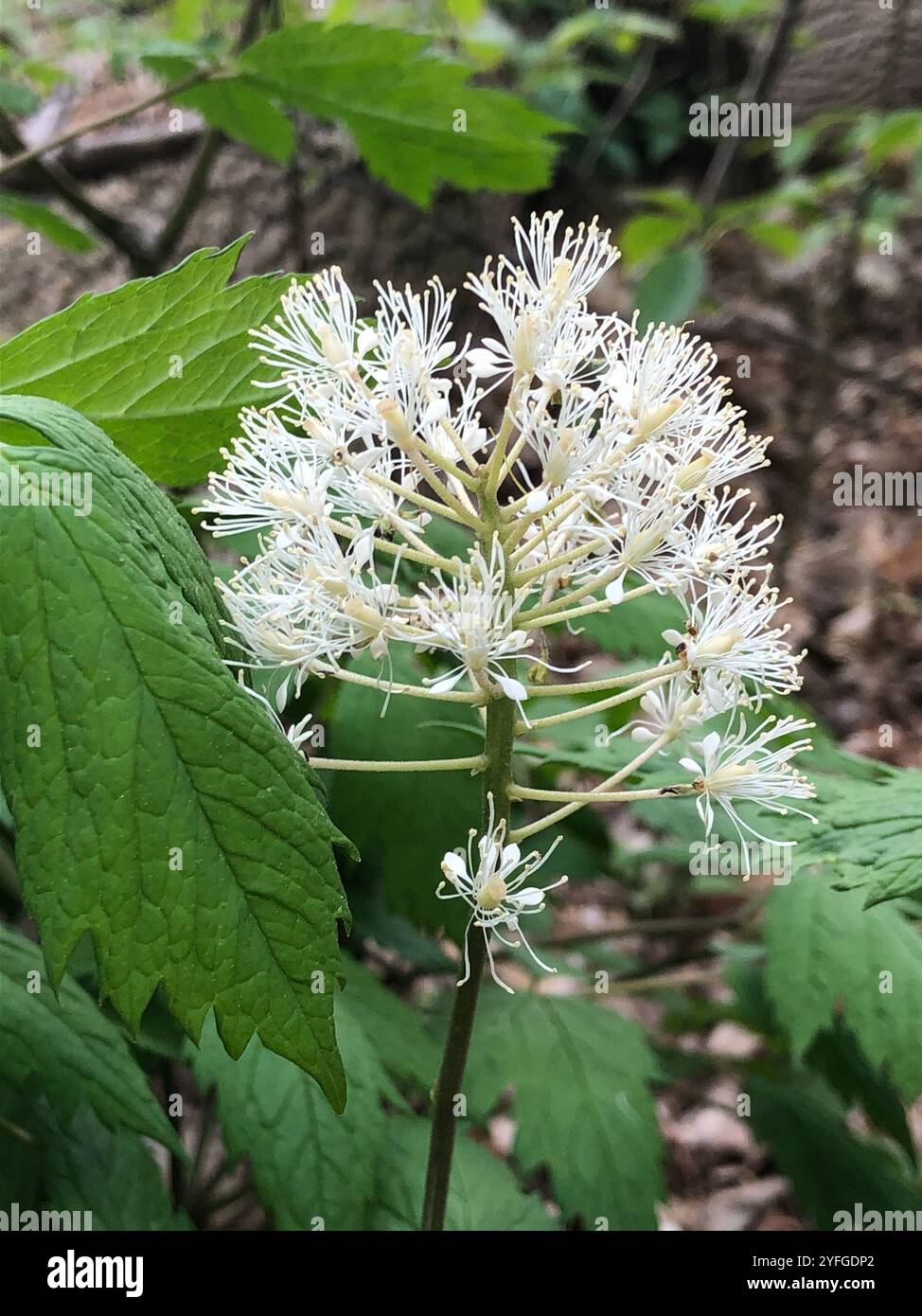 red baneberry (Actaea rubra Stock Photo - Alamy