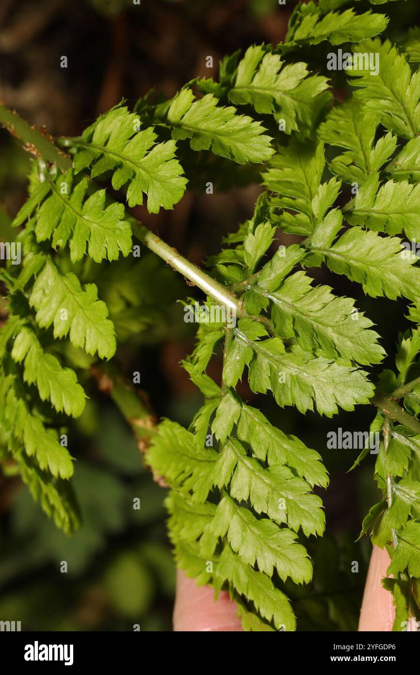 broad buckler-fern (Dryopteris dilatata Stock Photo - Alamy