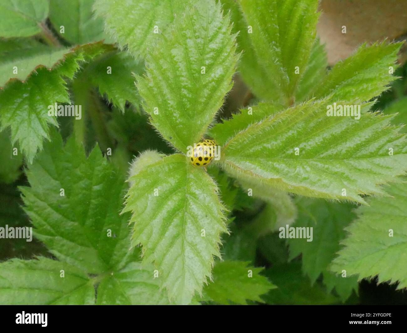 22-spot Ladybird (Psyllobora vigintiduopunctata Stock Photo - Alamy