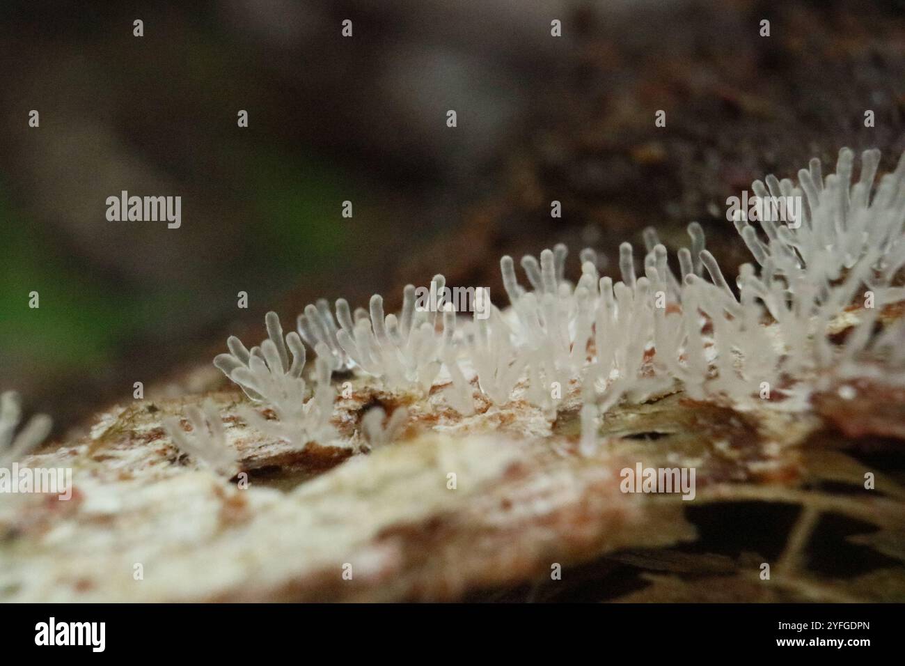Honeycomb Coral Slime Mold (Ceratiomyxa fruticulosa Stock Photo - Alamy