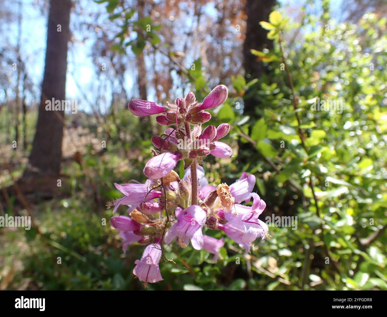 santa cruz mountains beardtongue (Penstemon rattanii kleei Stock Photo ...