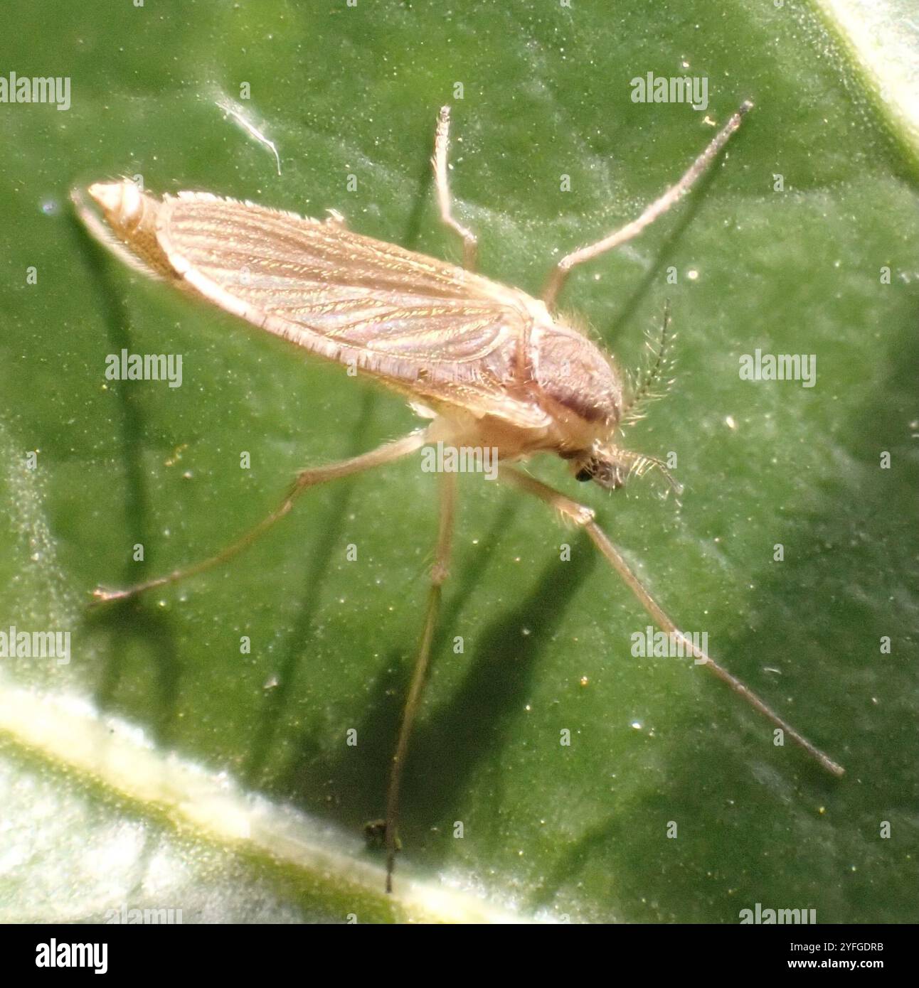 Phantom Midges (Chaoboridae Stock Photo - Alamy