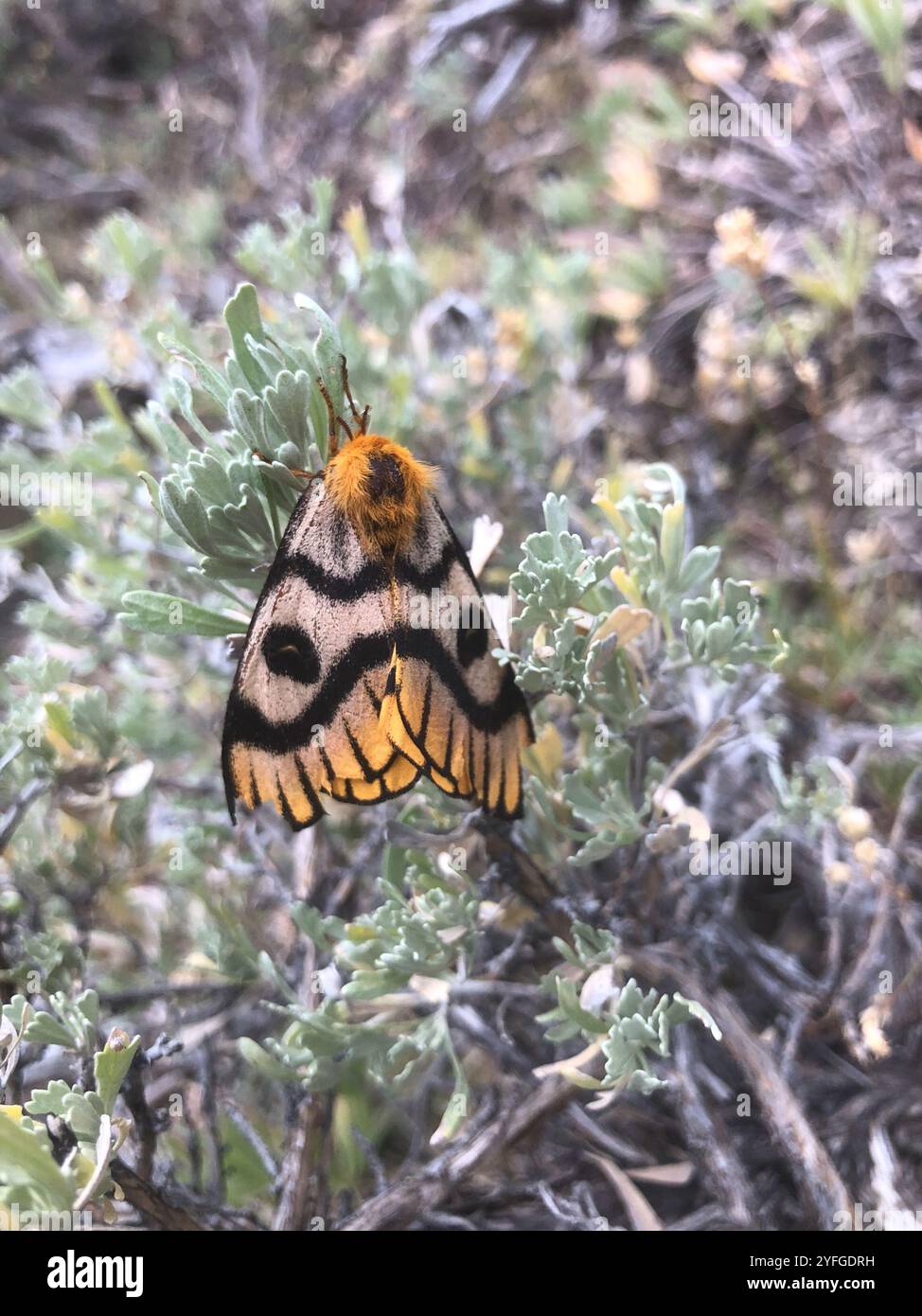 Sheep moth hi-res stock photography and images - Alamy