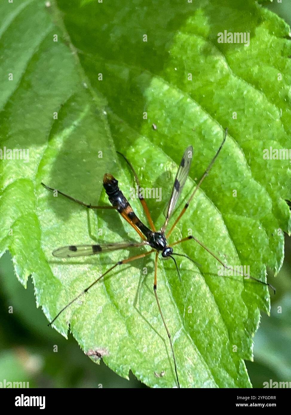 orange-marked cranefly (Ptychoptera contaminata Stock Photo - Alamy