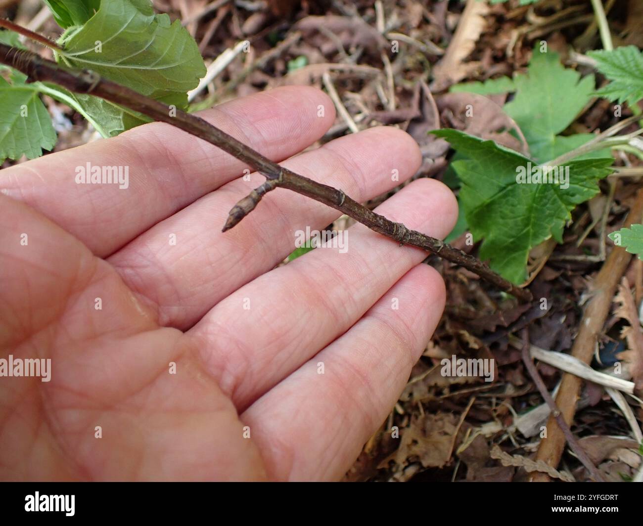 Stink Currant (Ribes bracteosum Stock Photo - Alamy