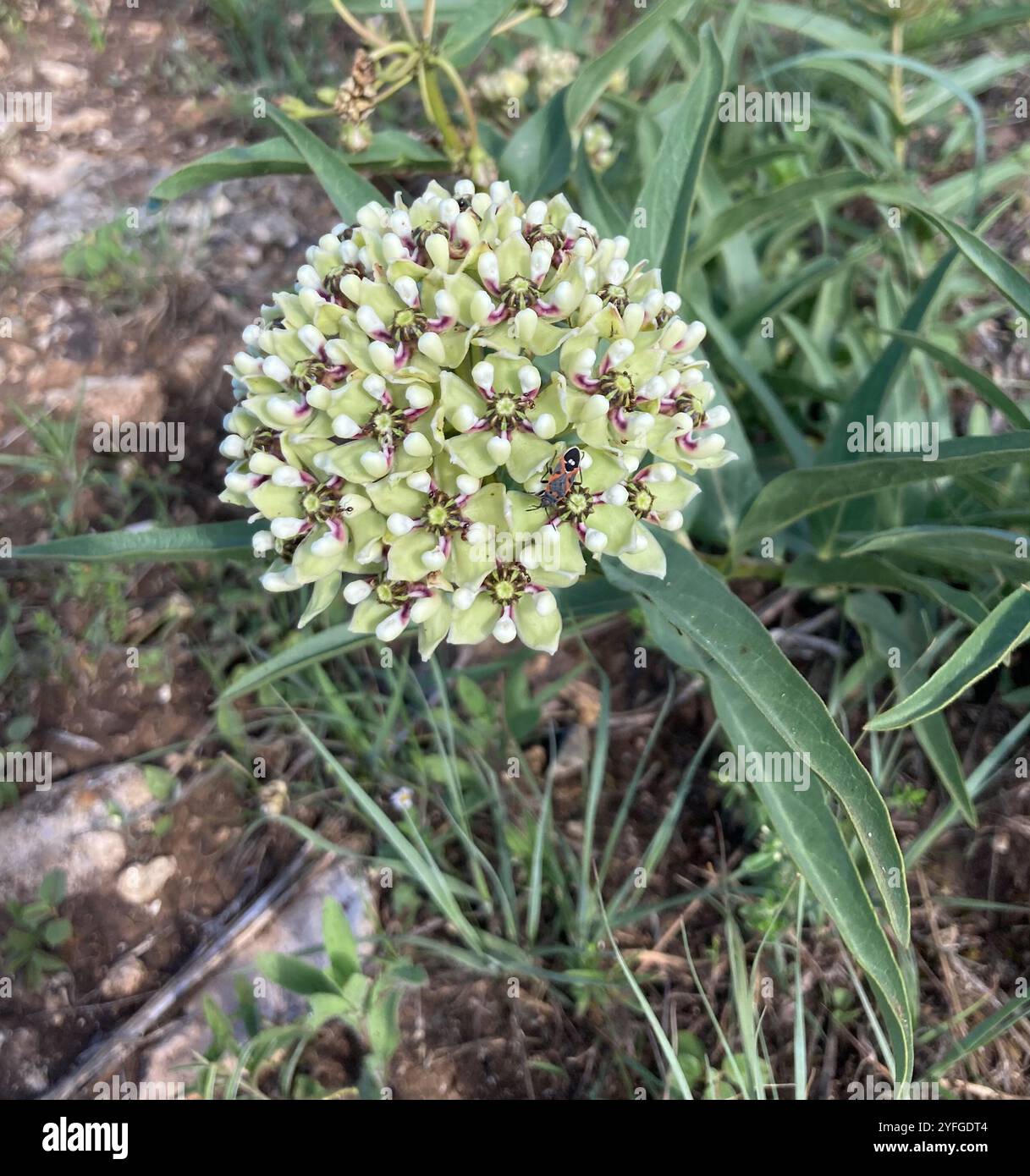 Antelopehorn Milkweed (Asclepias asperula Stock Photo - Alamy