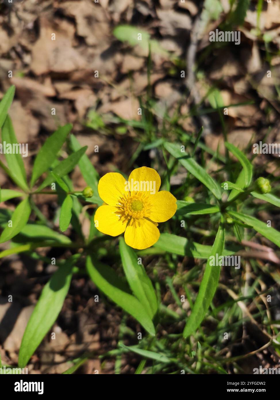 Monophyllus hi-res stock photography and images - Alamy