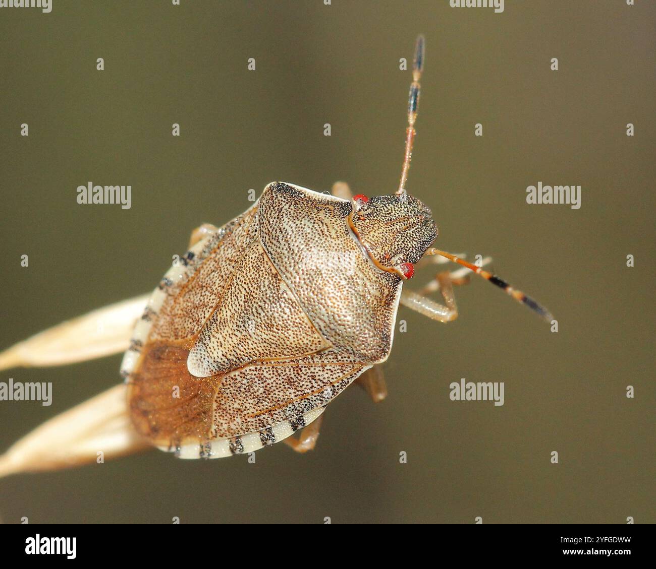 Peribalus strictus hi-res stock photography and images - Alamy