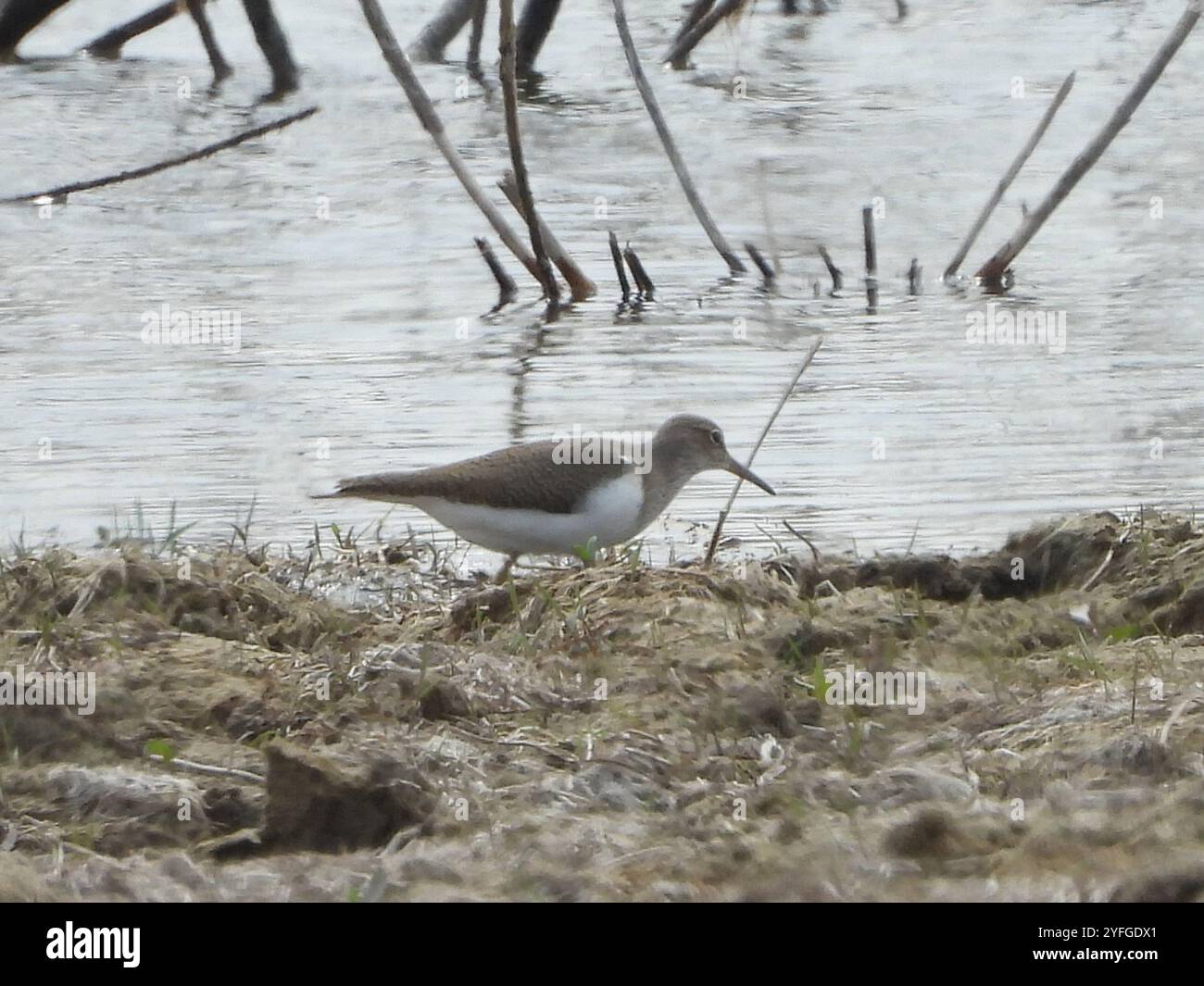 Common Sandpiper (Actitis hypoleucos Stock Photo - Alamy