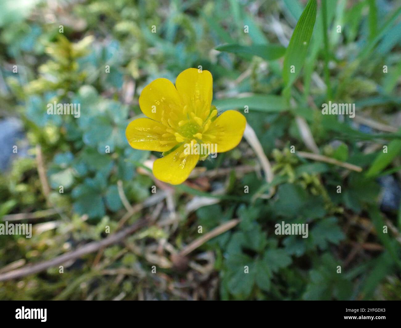 Creeping buttercup (Ranunculus repens Stock Photo - Alamy