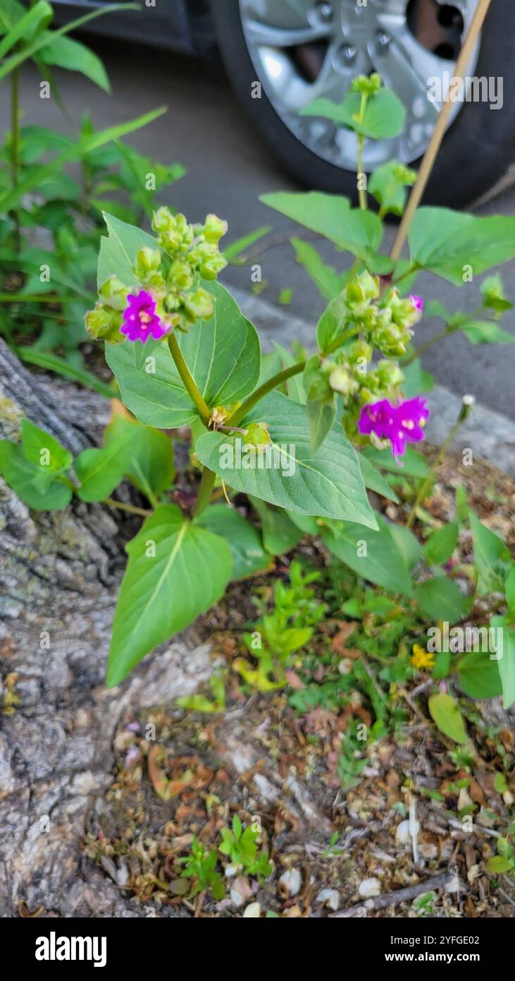 Wild Four o'Clock (Mirabilis nyctaginea Stock Photo - Alamy