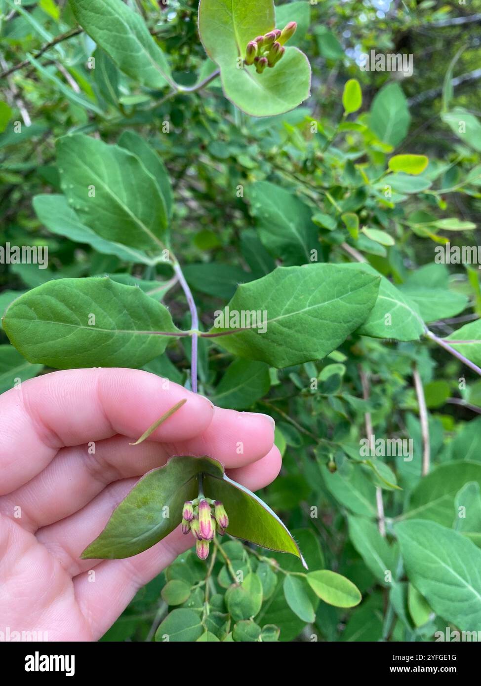 orange honeysuckle (Lonicera ciliosa Stock Photo - Alamy