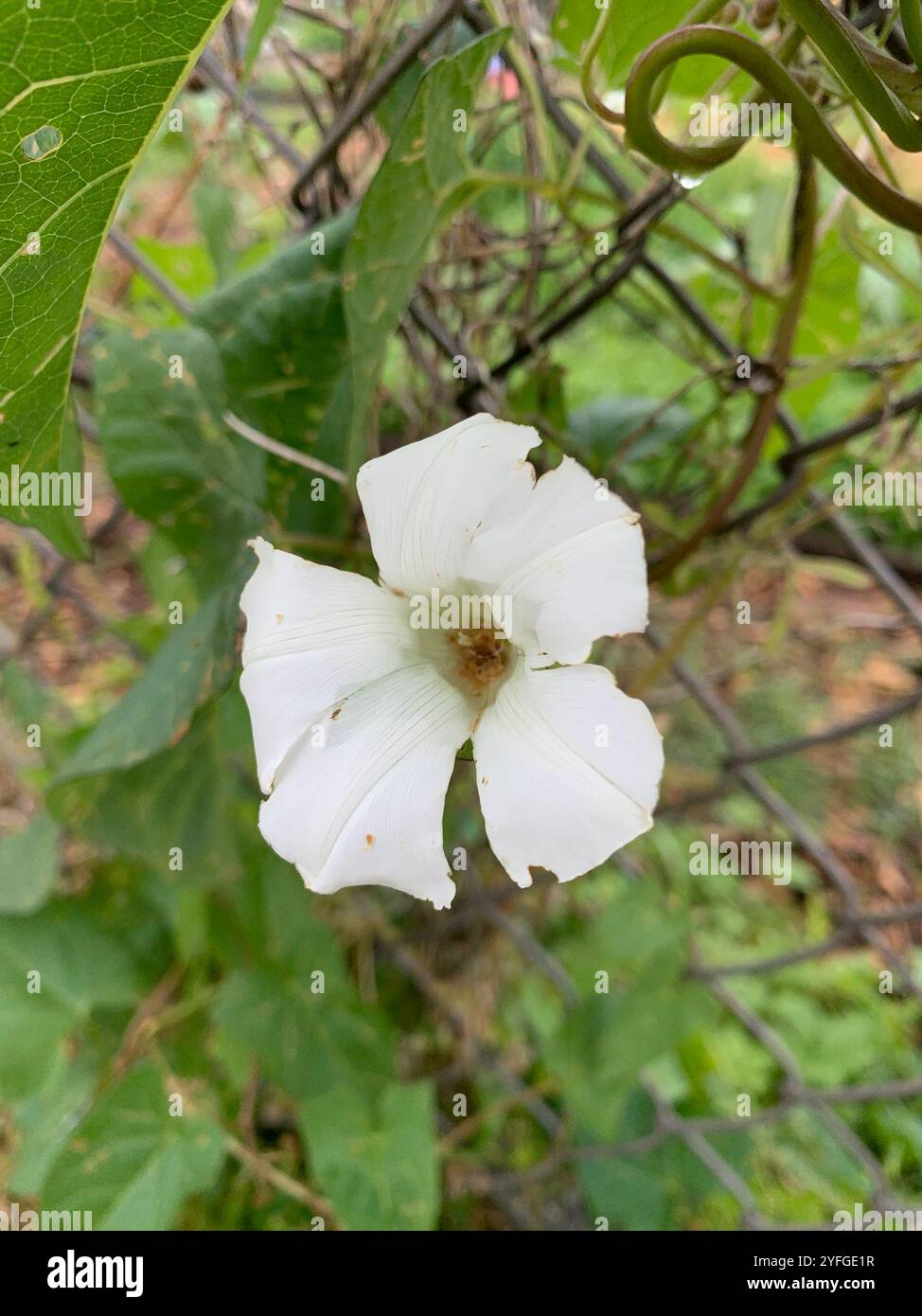 false bindweeds (Calystegia Stock Photo - Alamy