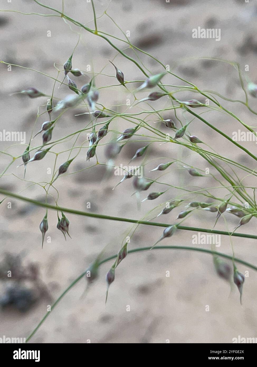 Sand Ricegrass (Eriocoma hymenoides Stock Photo - Alamy
