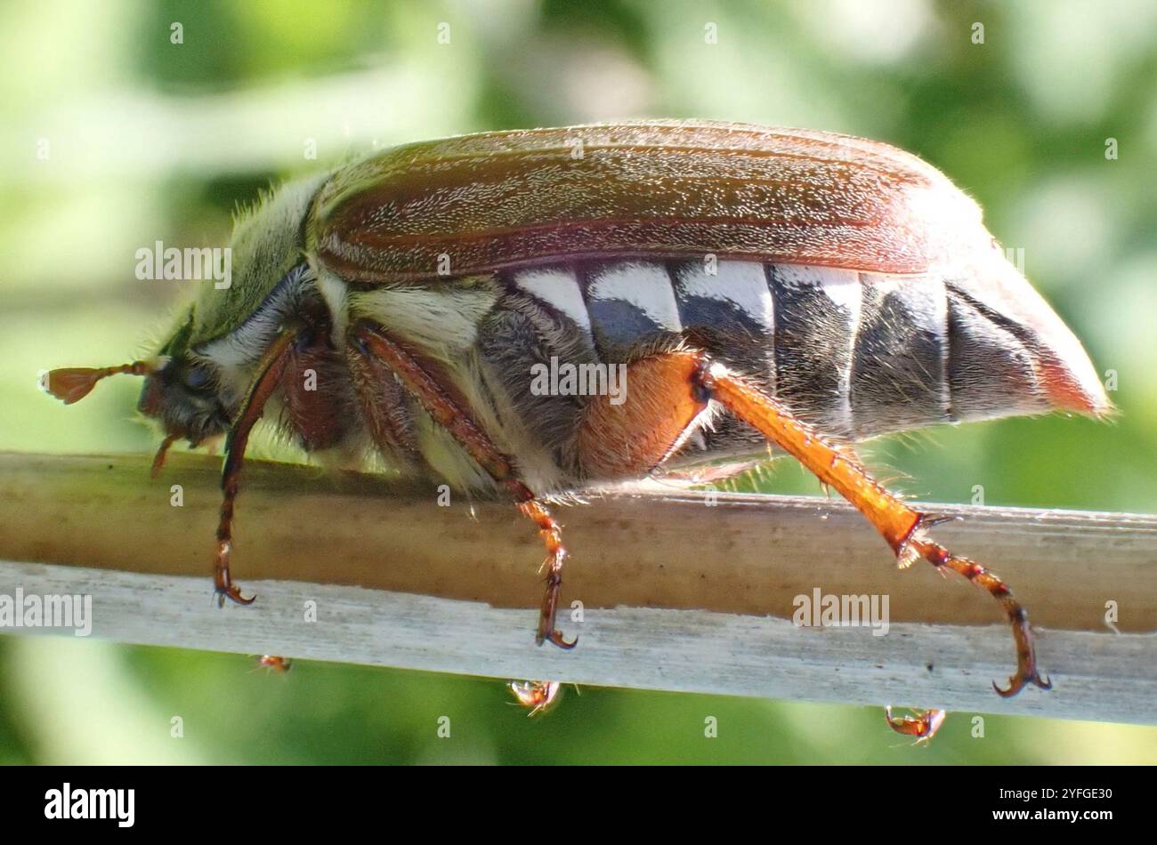 Common Cockchafer (Melolontha melolontha Stock Photo - Alamy