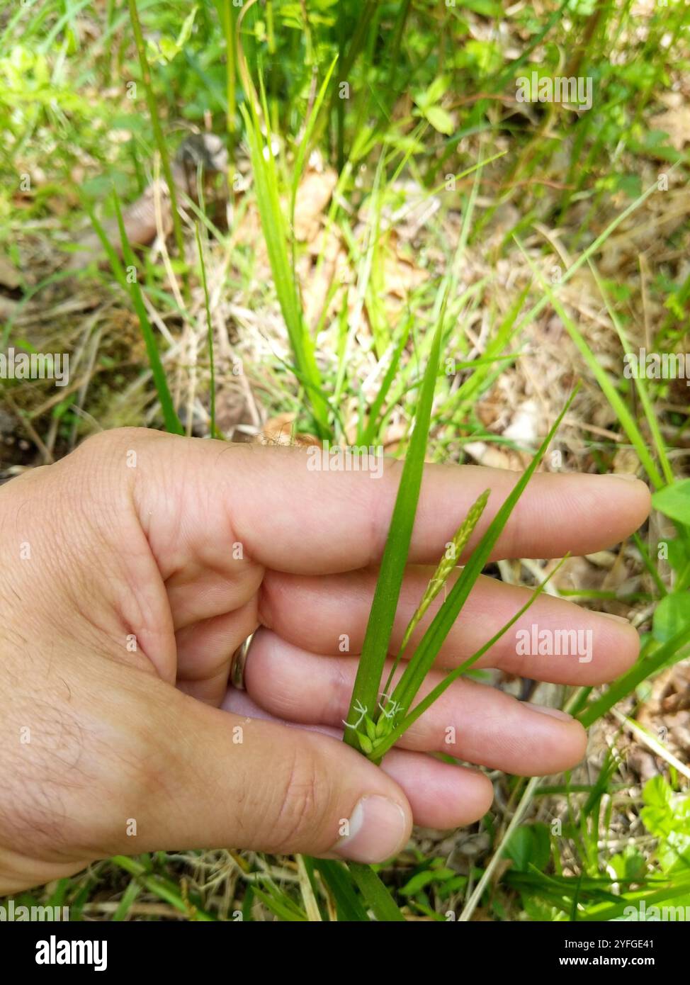 bladder sedge (Carex intumescens Stock Photo - Alamy