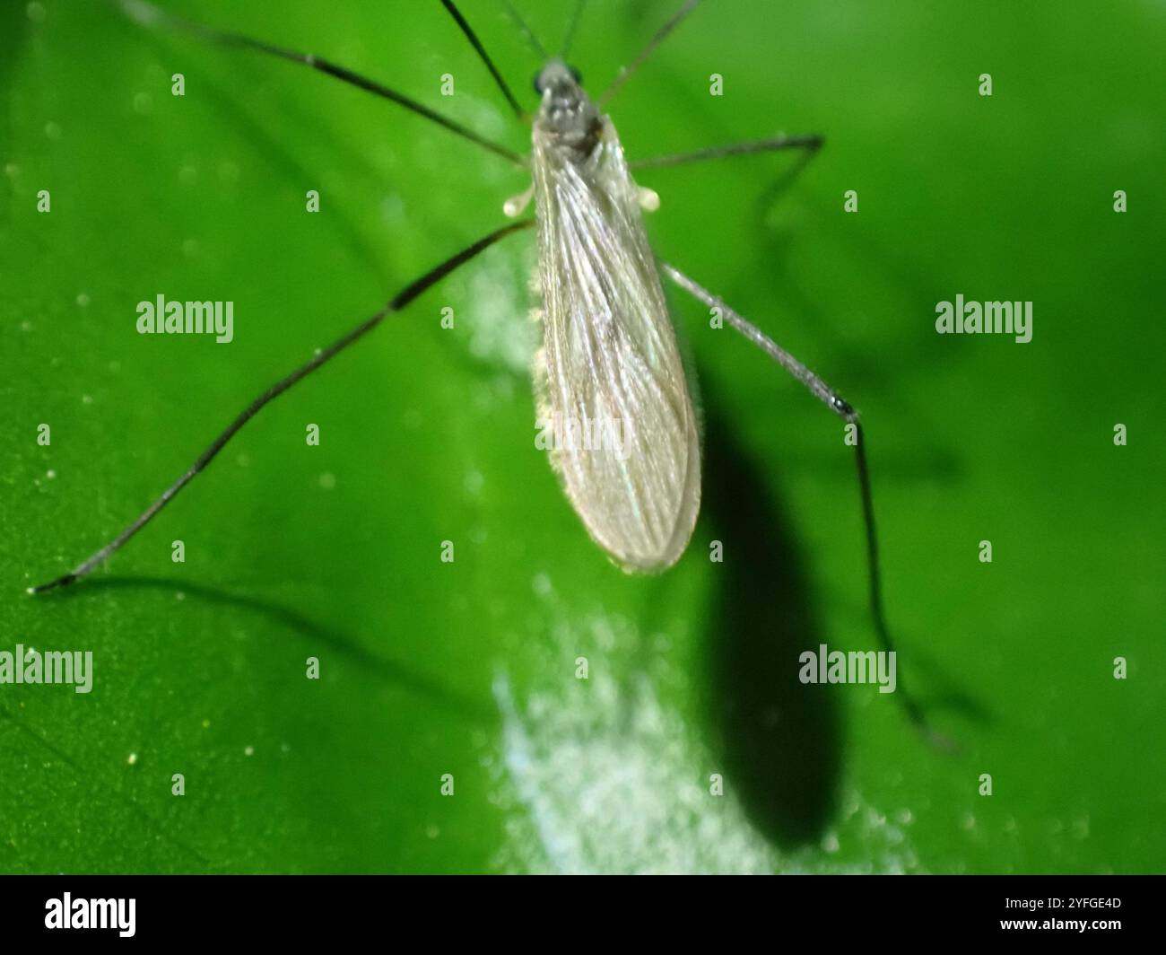 Crane Flies (Tipulomorpha Stock Photo - Alamy