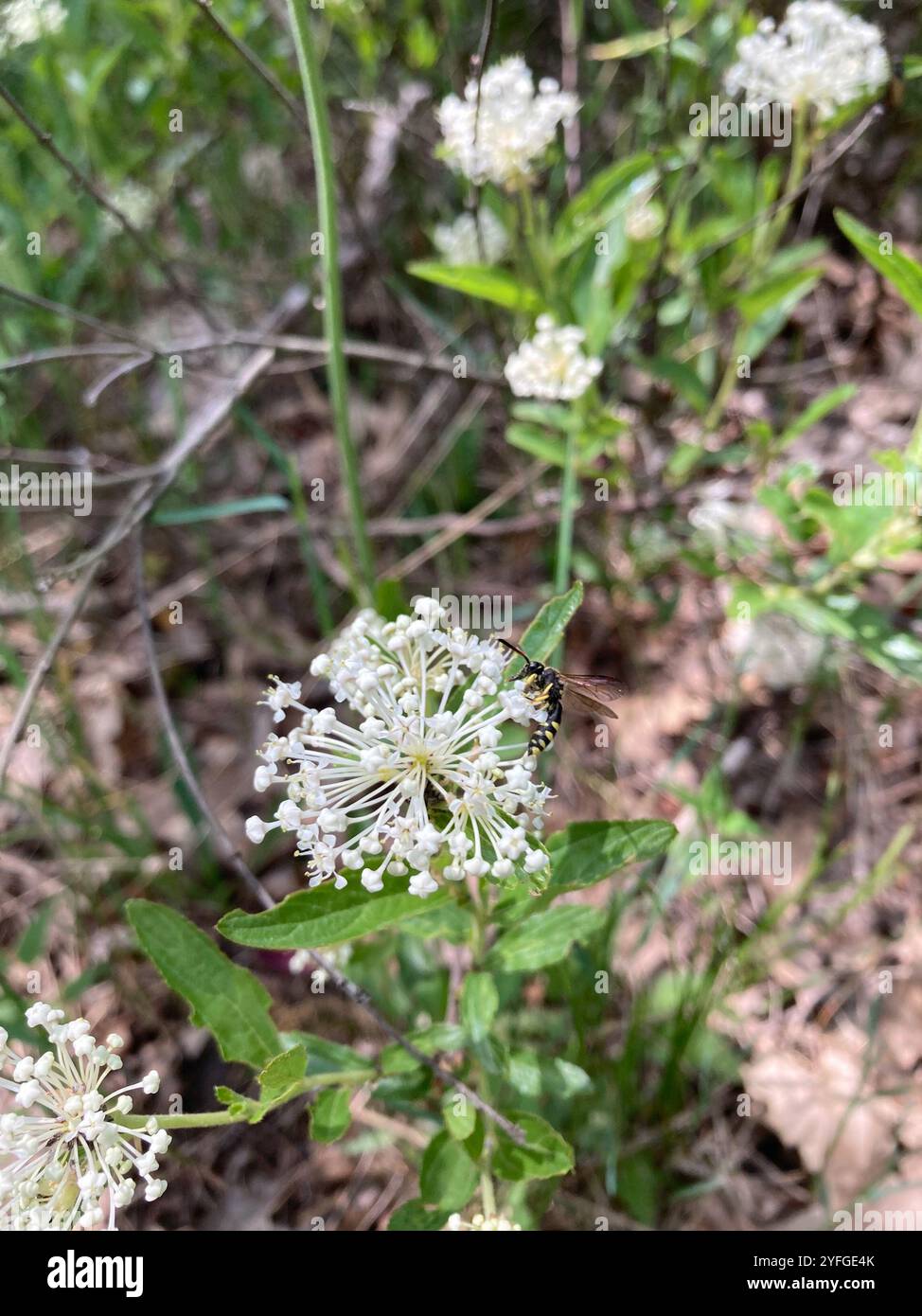 Club-horned Wasps (Sapygidae Stock Photo - Alamy