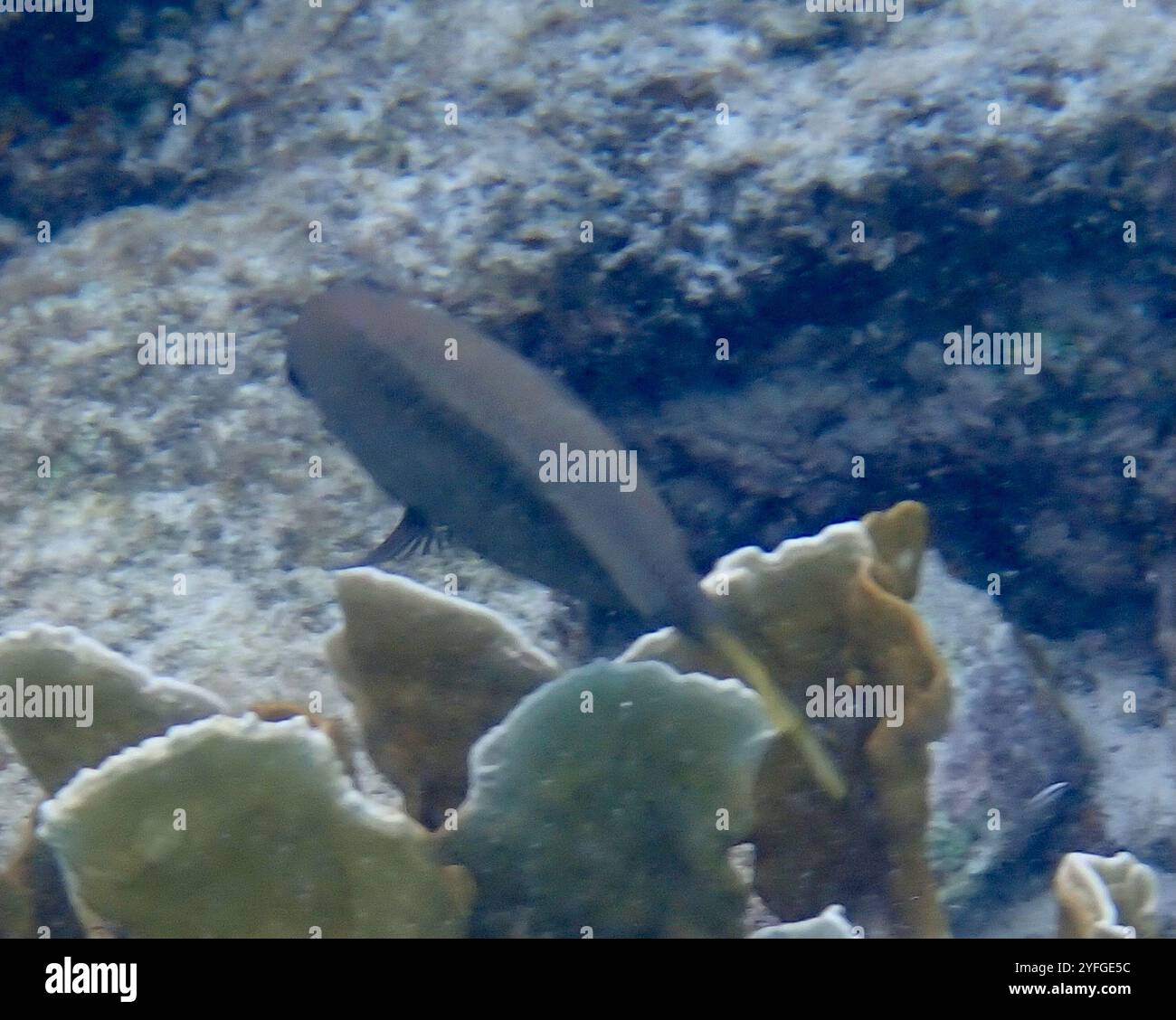 Yellowtail Damselfish (Microspathodon chrysurus Stock Photo - Alamy