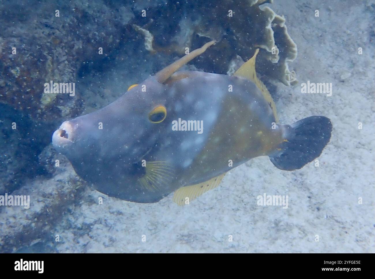 Whitespotted Filefish (Cantherhines macrocerus Stock Photo - Alamy