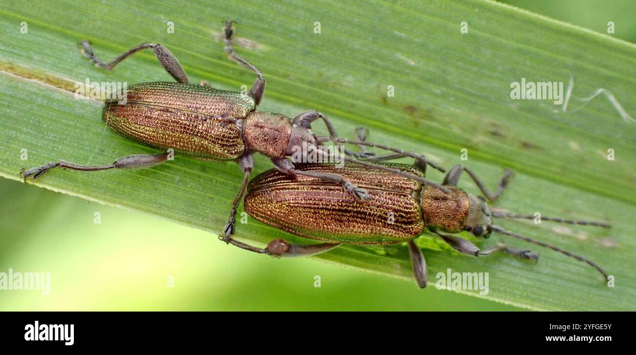 Grooved Leaf Beetle (Donacia semicuprea Stock Photo - Alamy