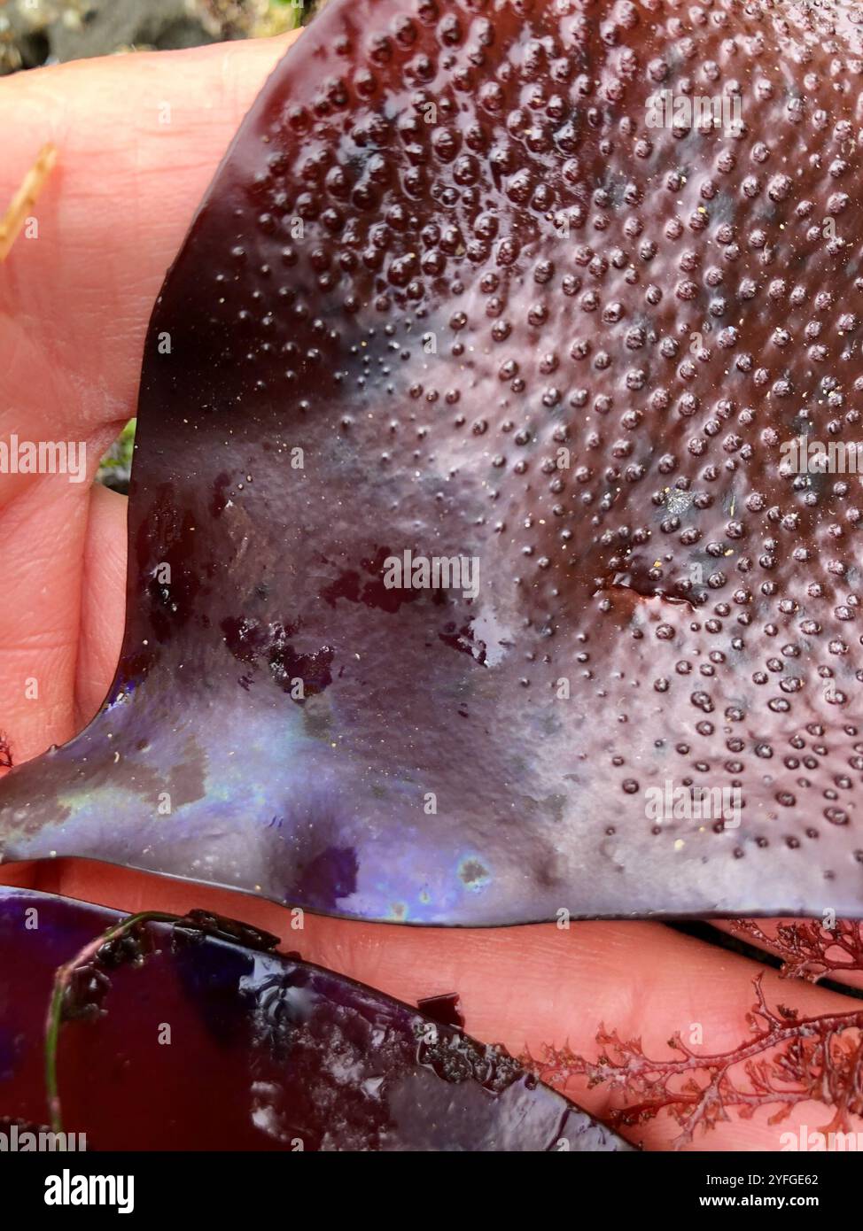 Turkish Towel (Chondracanthus exasperatus Stock Photo - Alamy