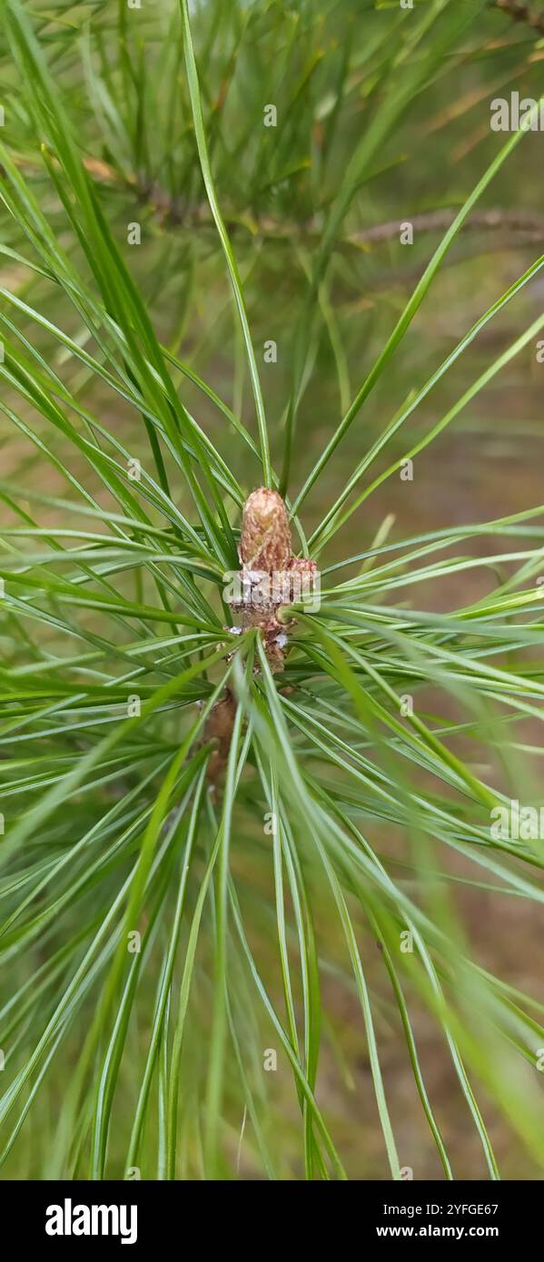 Siberian pine (Pinus sibirica Stock Photo - Alamy