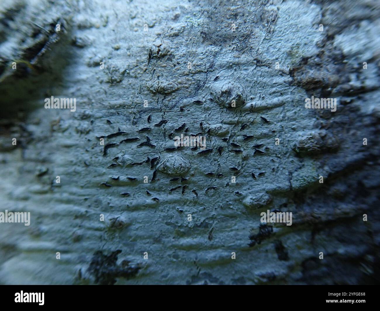 Common Script Lichen (Graphis scripta Stock Photo - Alamy