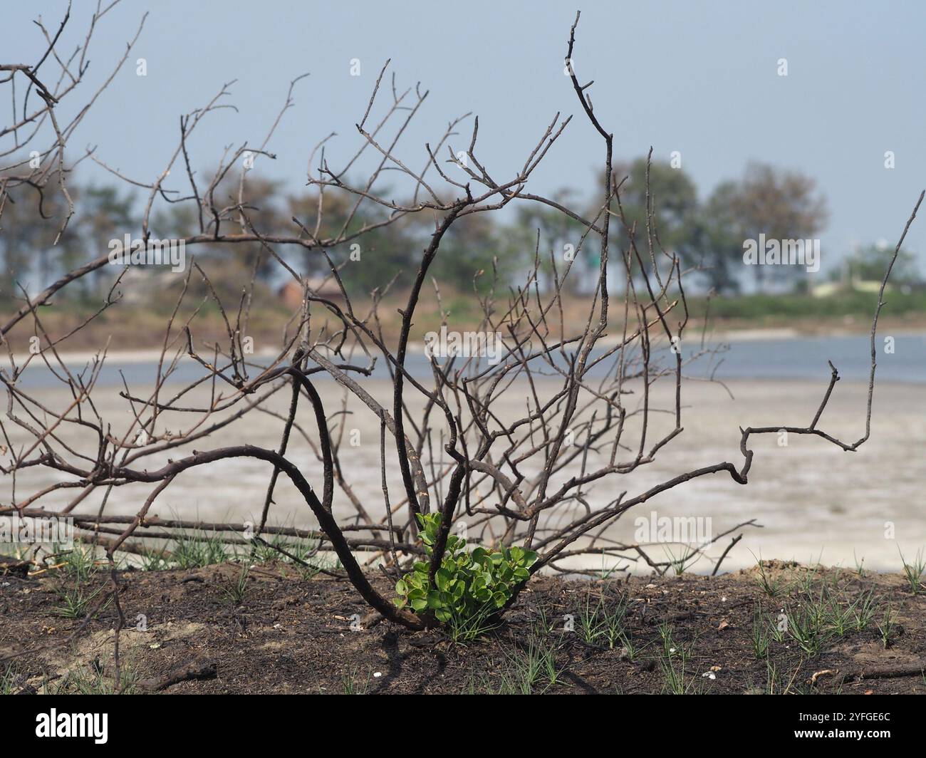 Indian marsh fleabane hi-res stock photography and images - Alamy