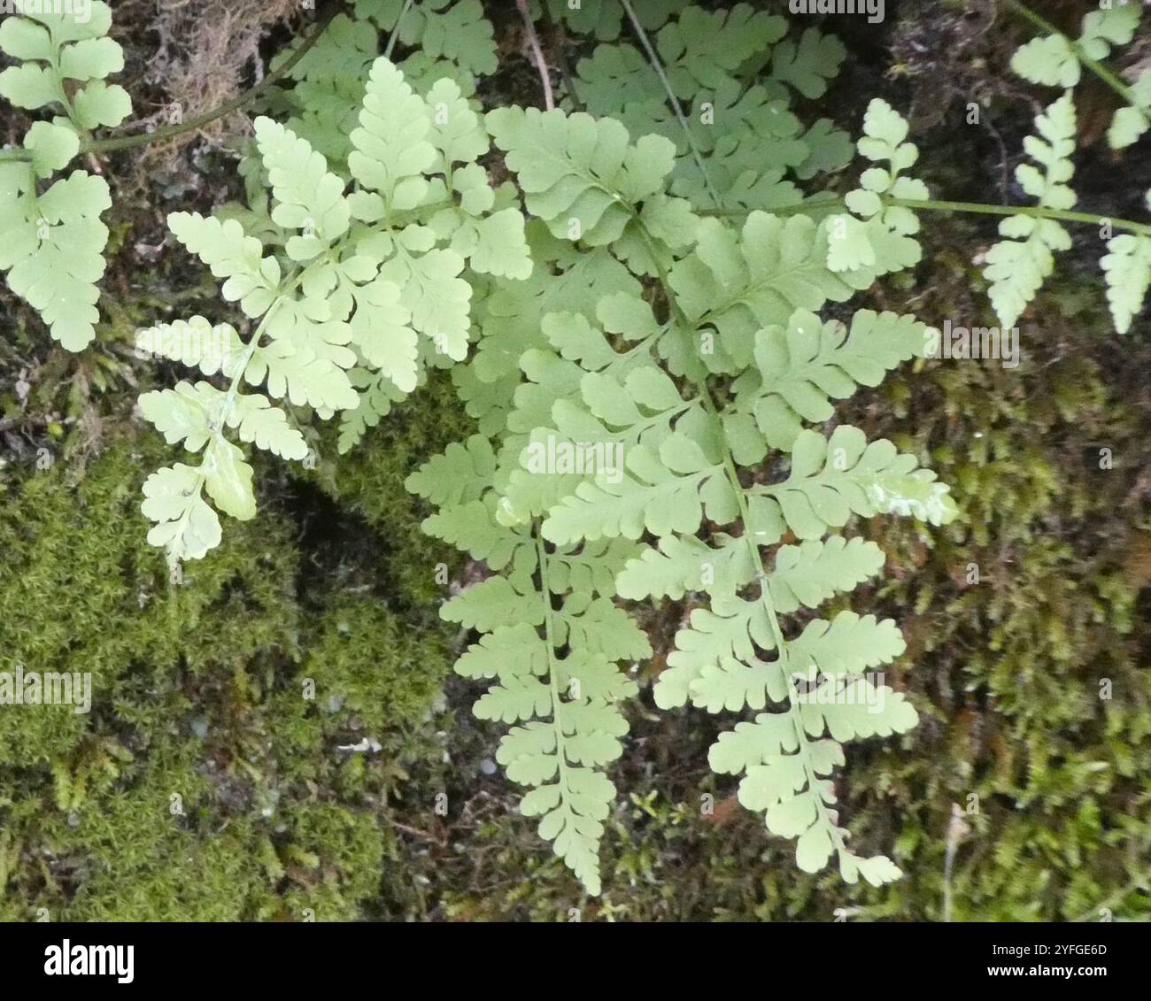 fragile ferns (Cystopteris Stock Photo - Alamy