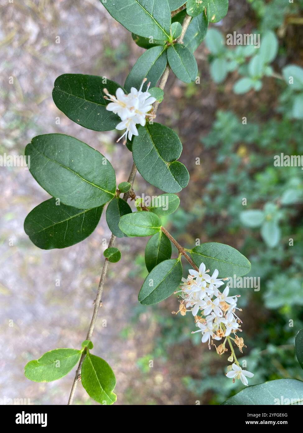 Chinese privet (Ligustrum sinense Stock Photo - Alamy