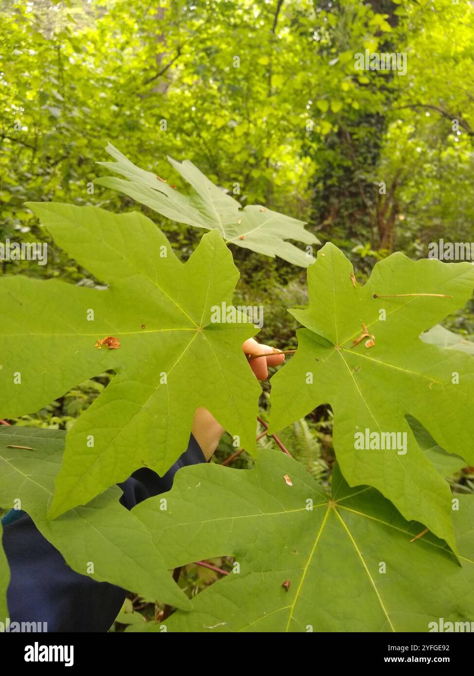 bigleaf maple (Acer macrophyllum Stock Photo - Alamy