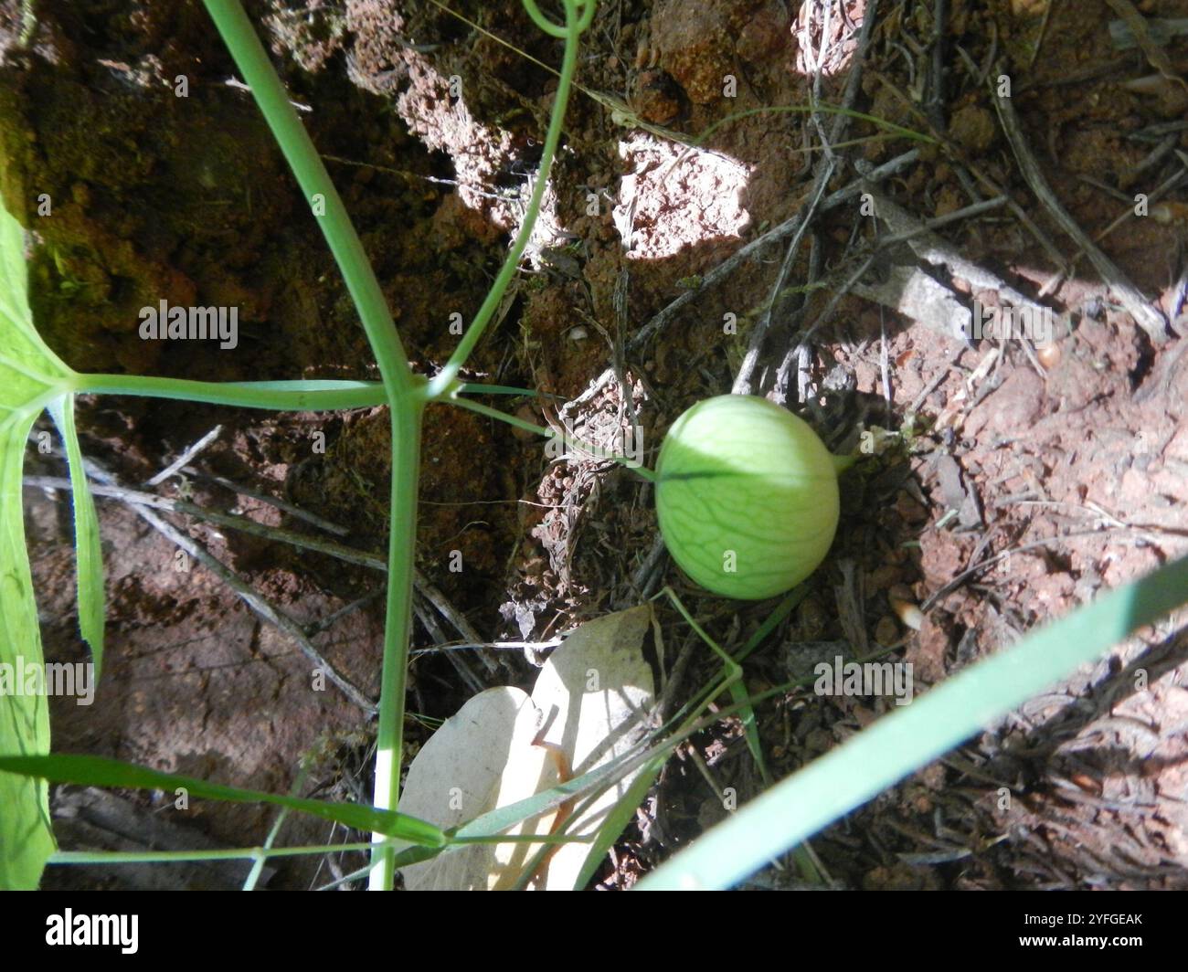 gourd family (Cucurbitaceae Stock Photo - Alamy