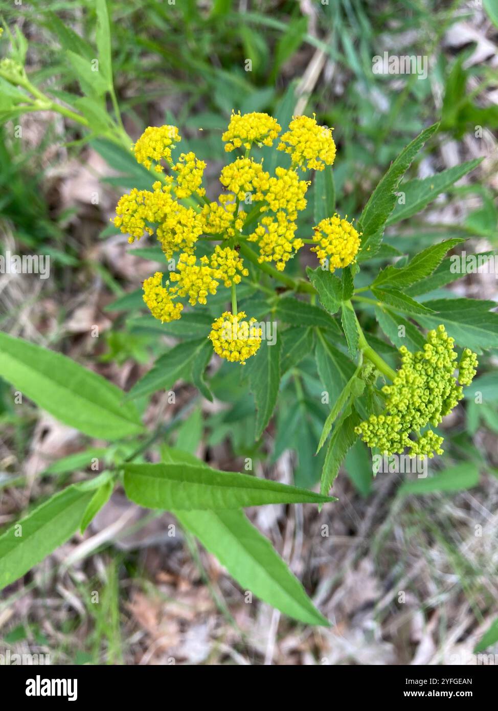 golden Alexanders (Zizia aurea Stock Photo - Alamy