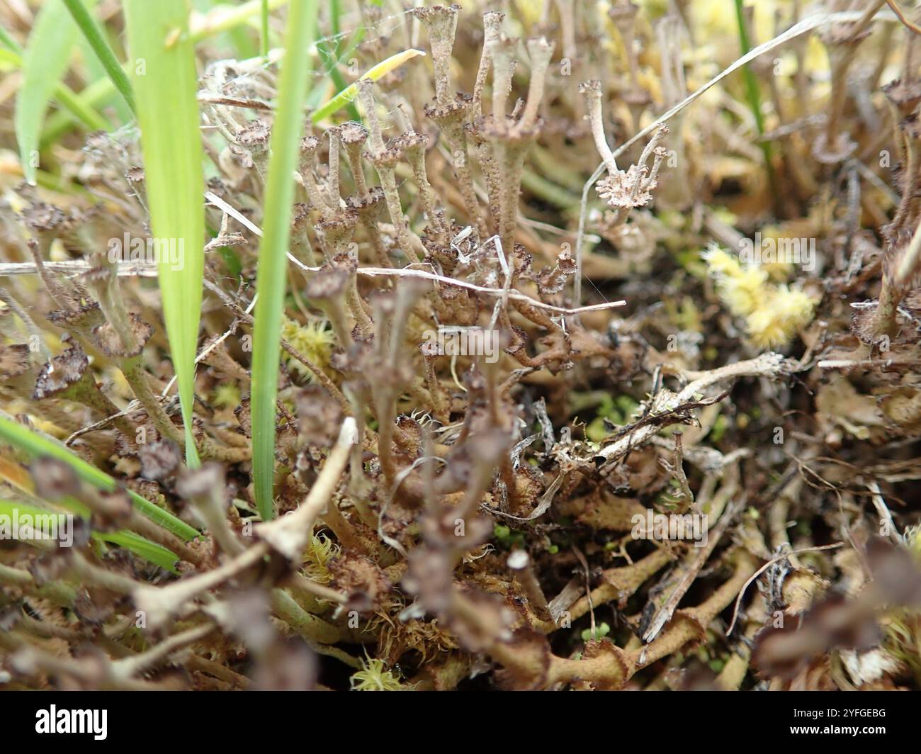 Cladonia verticillata hi-res stock photography and images - Alamy