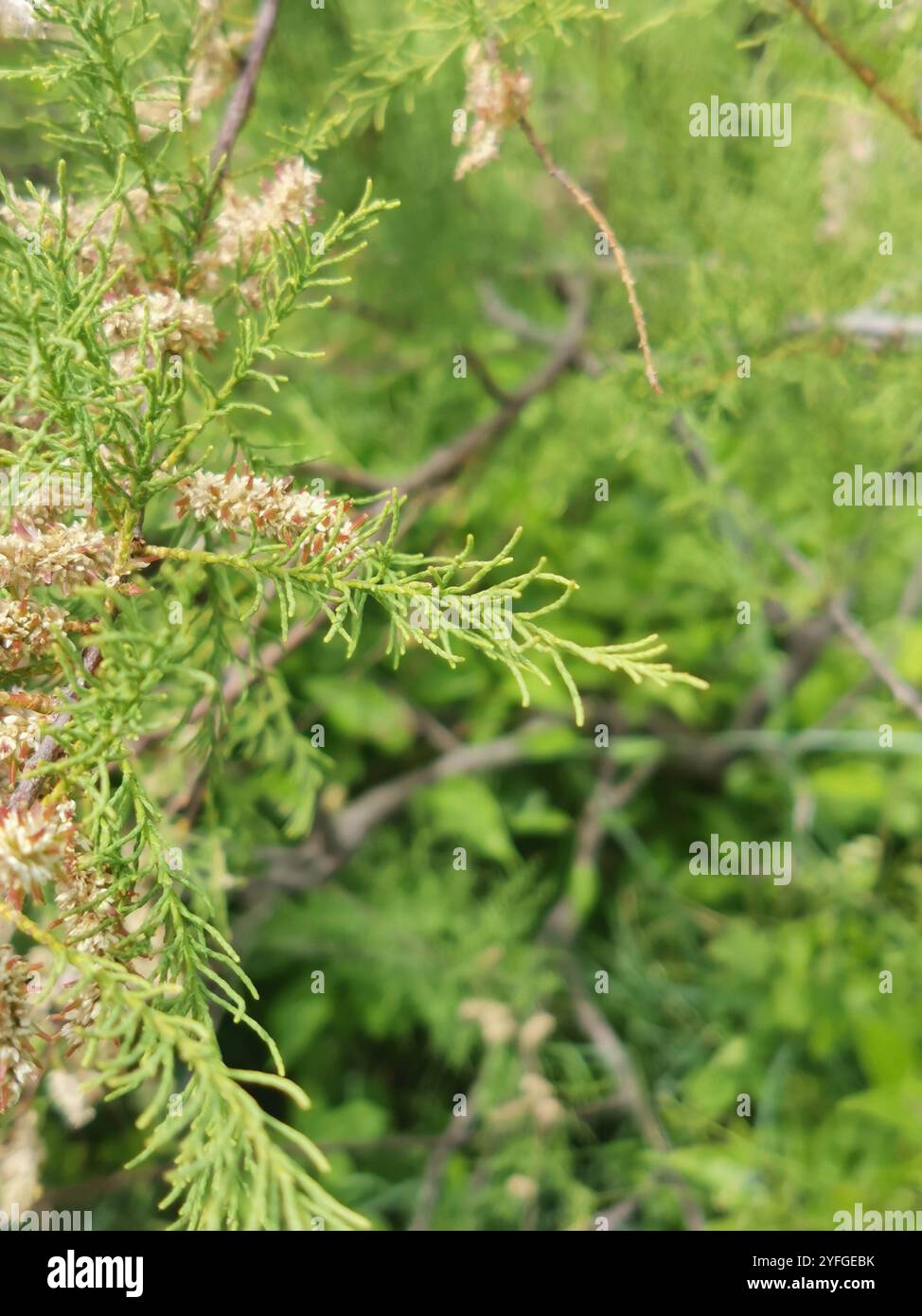 saltcedar (Tamarix ramosissima Stock Photo - Alamy