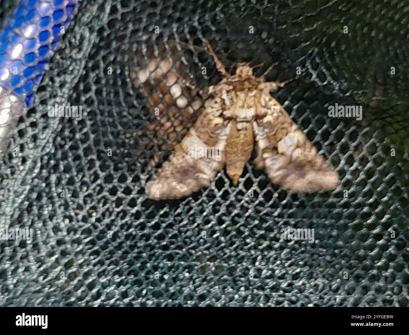 Marbled Coronet (Hadena confusa Stock Photo - Alamy