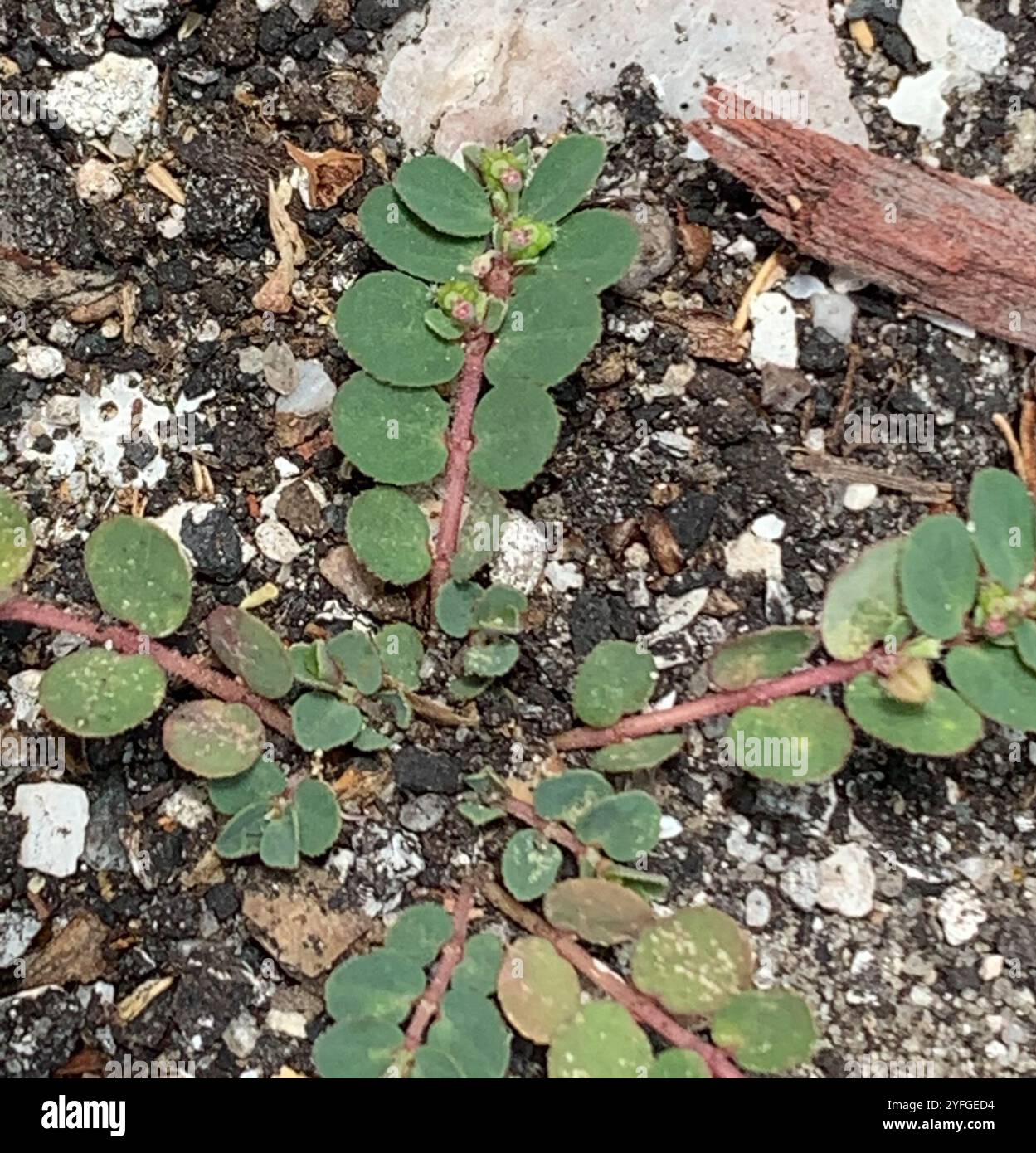 prostrate sandmat (Euphorbia prostrata Stock Photo - Alamy